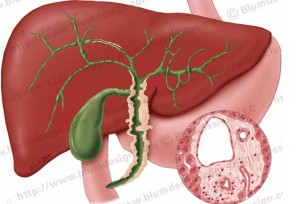 » Primary Sclerosing Cholangitis – Life Expectancy, Symptoms, Prognosis